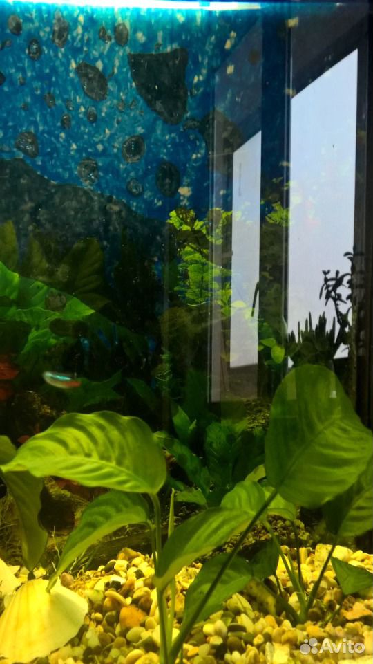 Анубиас - аквариумное растение