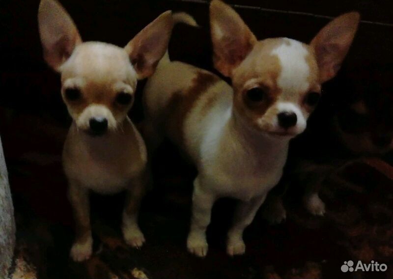 Чишки мальчишки