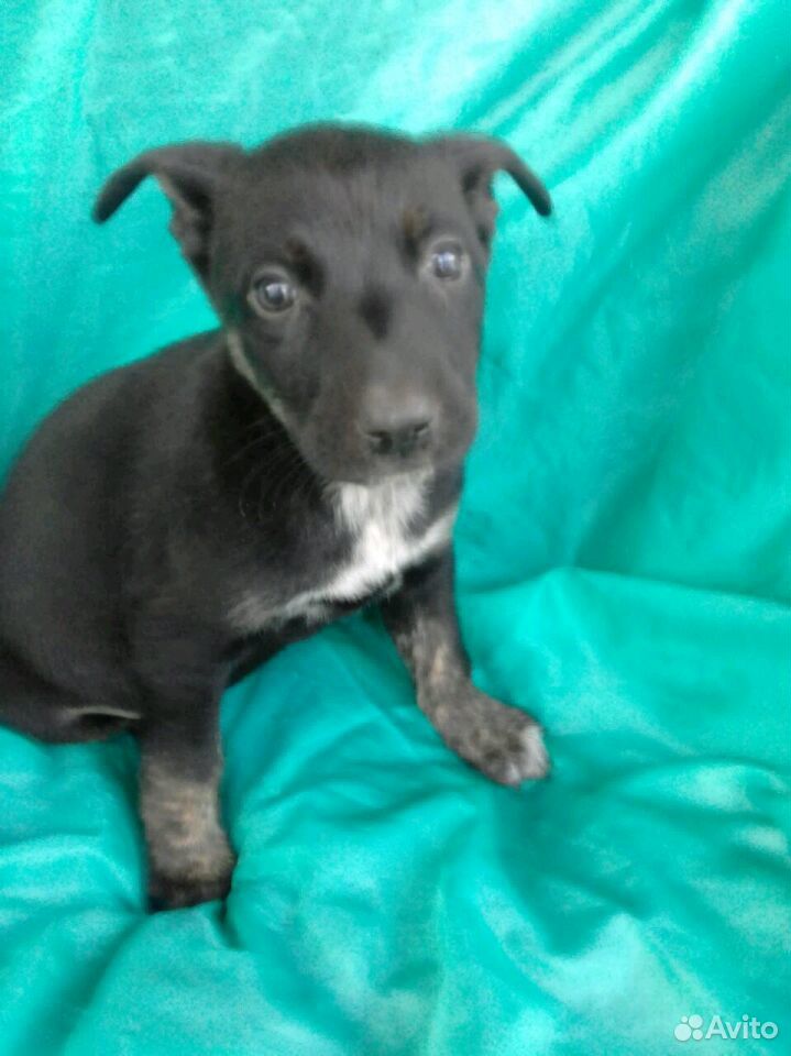 Плюшевые щенки - будут маленькие