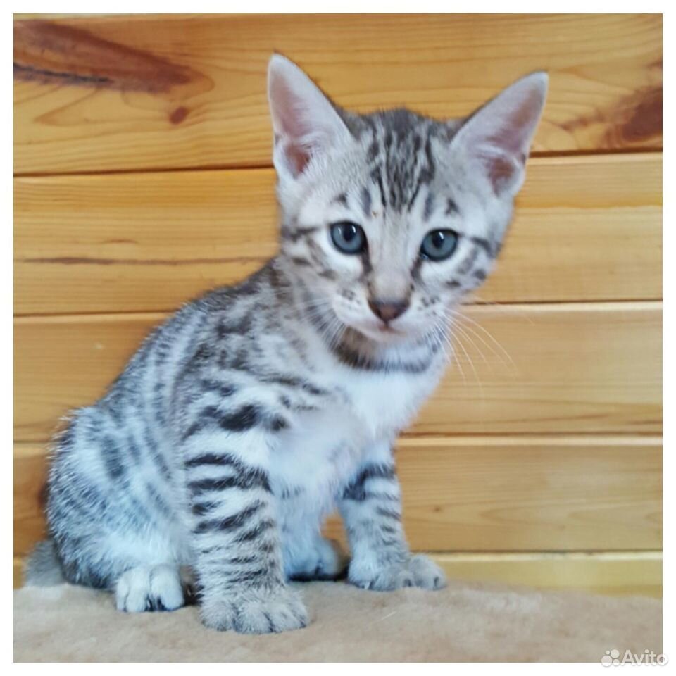 Котятки-бенгалятки