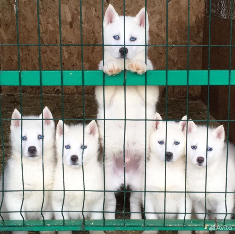 Сибирский хаски классные щенки