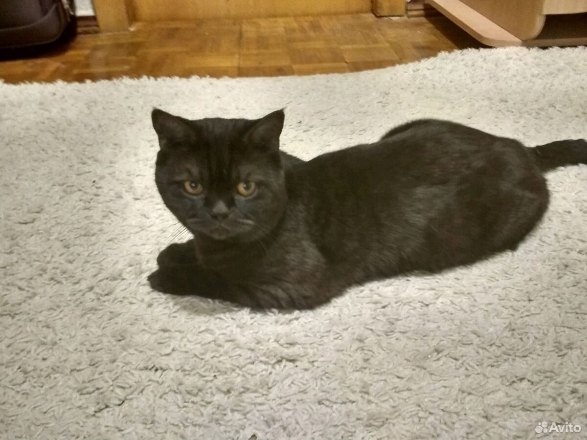 Кот шотландец с документами