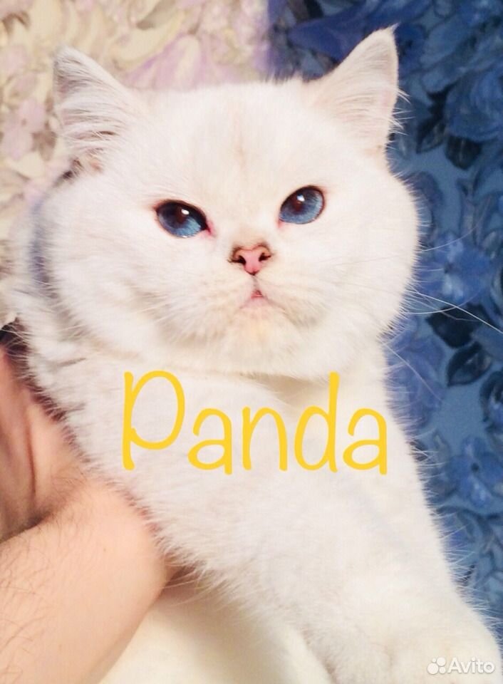 Кошечка Panda