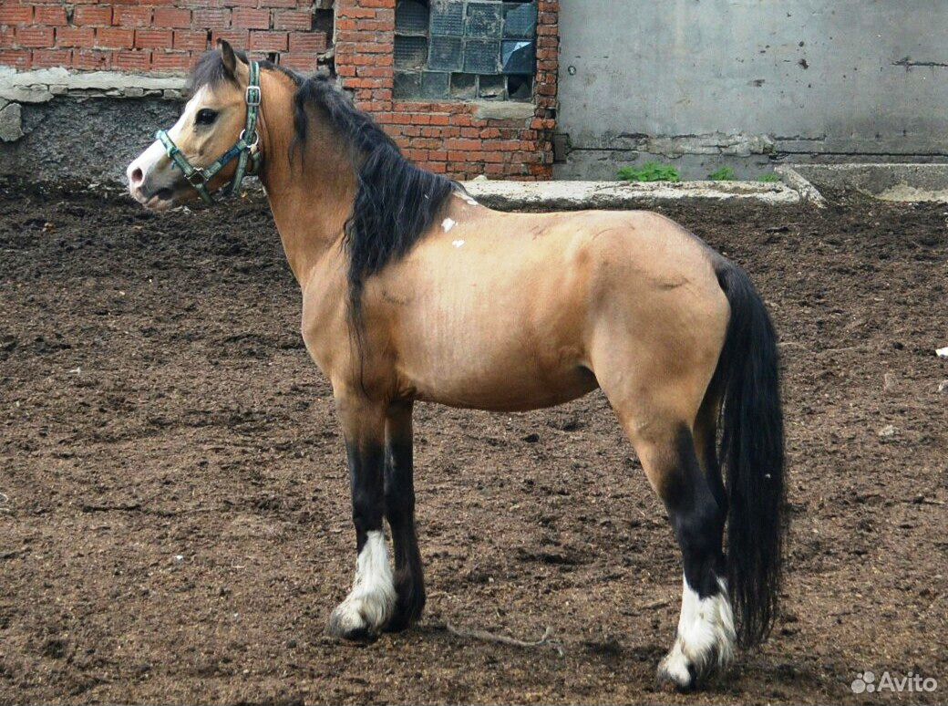Уэльский жеребец, класса А, обмен