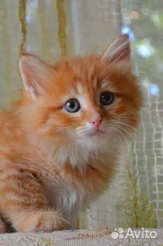 Чудесные рыжие солнышки с паспортом