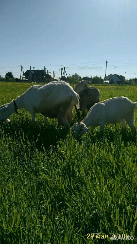 Зааненская коза