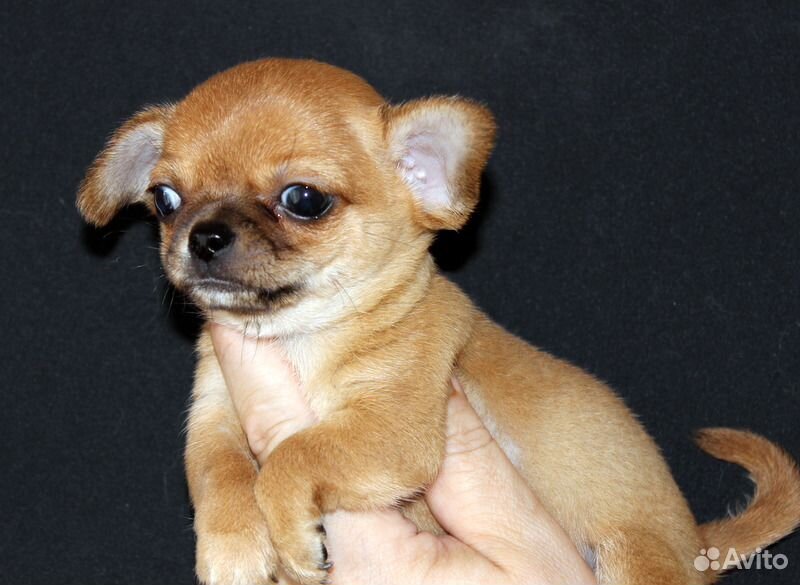 Яркий рыжик