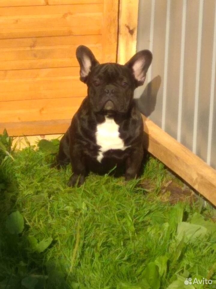 Подрощенные мальчики французкого Бульдога