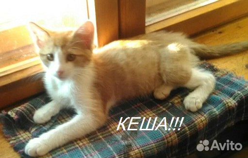 Рыжее солнце-Кеша