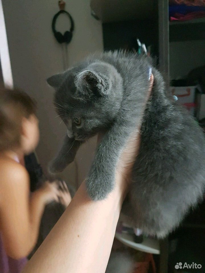 Кошечки
