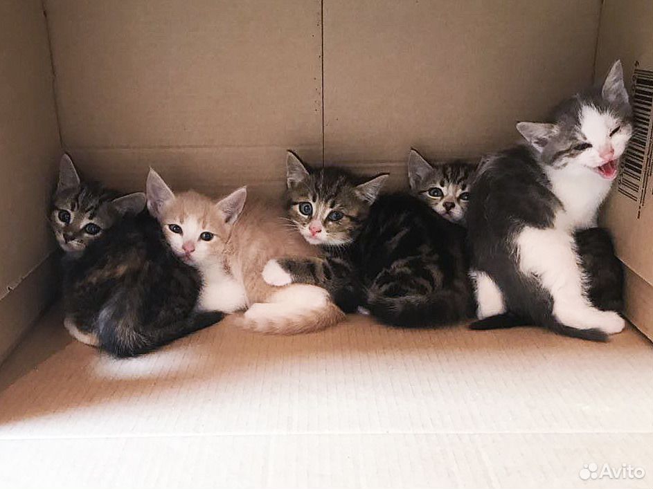 Невероятно милые мимимишные котята ищут дом