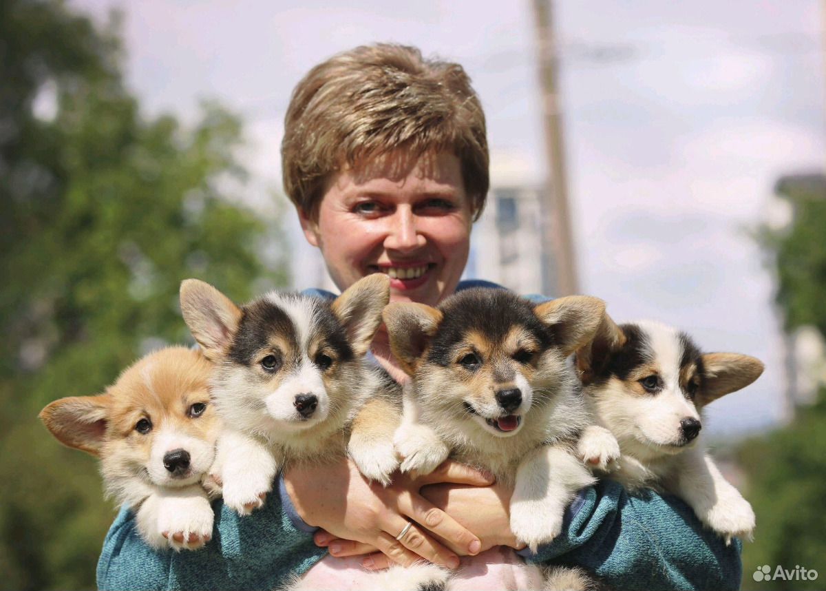 Вельш Корги Пемброк