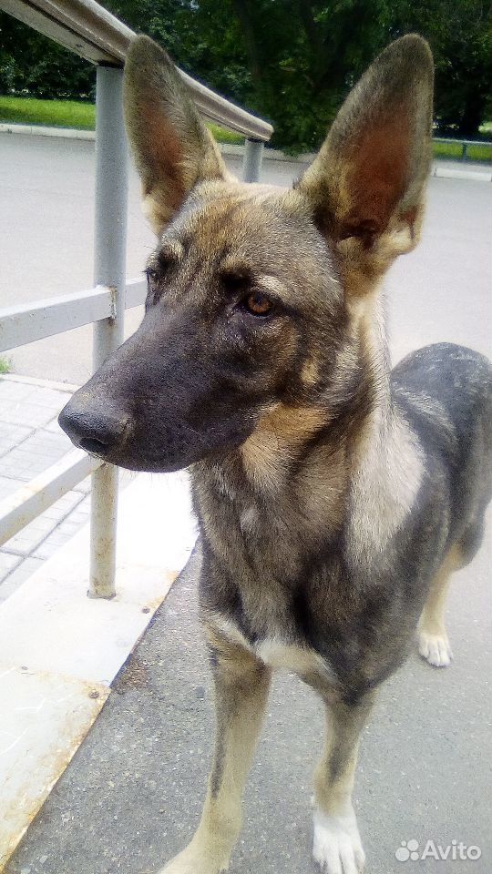 Молоденький песик ищет дом