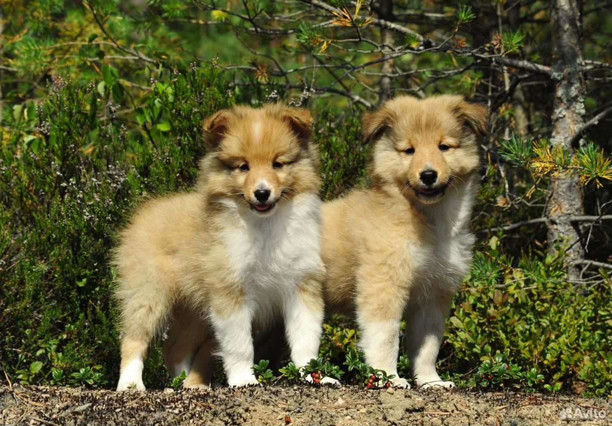 Шелти-друг Лучше прочих двух :)