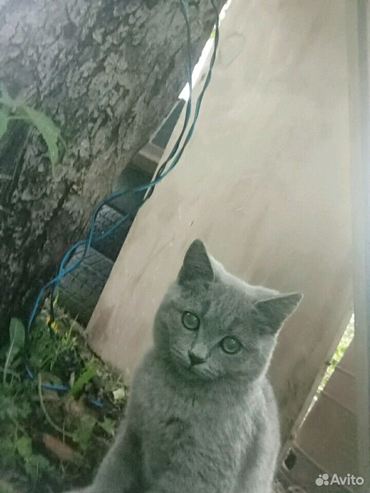 Продам кошечку британочку