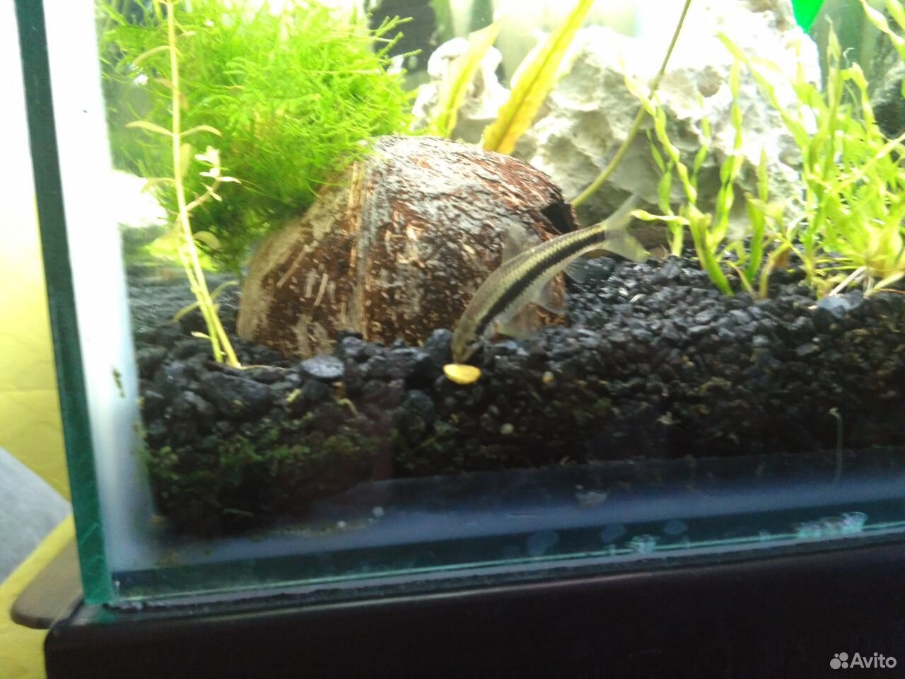 Сиамские водорослееды сае