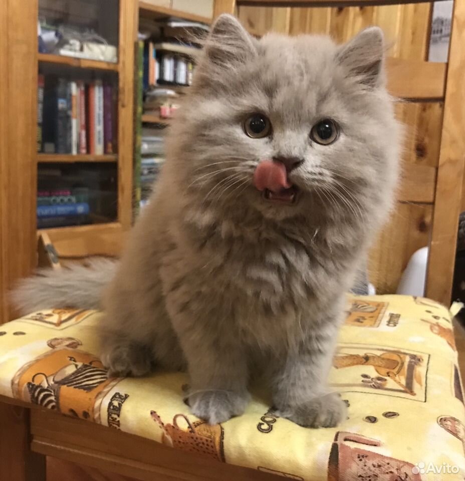 Мальчик красавчик Лиловый, 2 месяца, привит