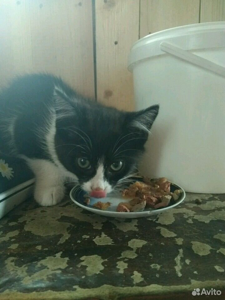 Милое создание ищет заботливые ручки