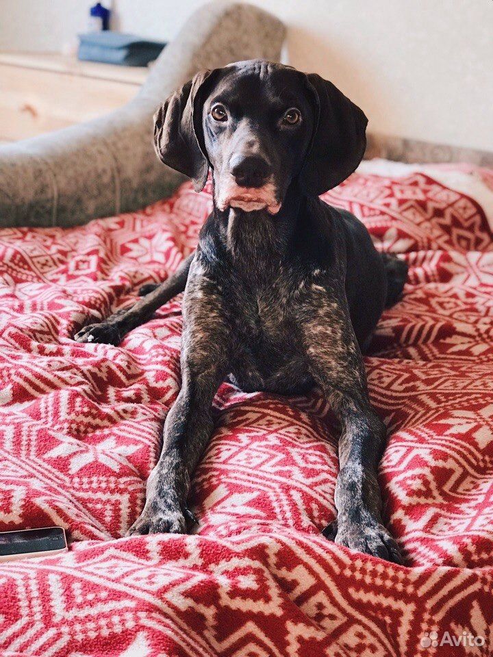 Кобель Курцхаара для вязки