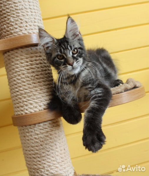 Котик Liger черный мрамор