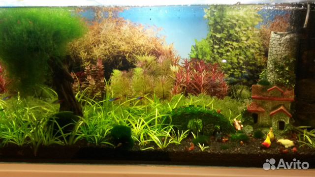 Эхинодорус нежный, мох яванский и стринг