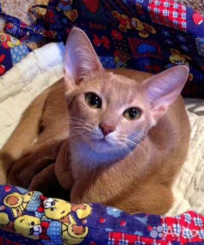 Абиссинские котята редкого окраса фавн