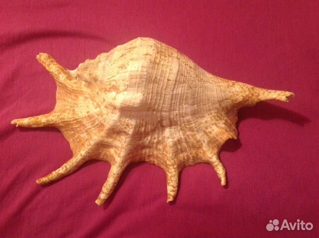 Ракушки большие