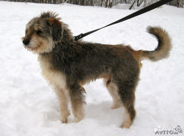 Кудряшка Степа, замечательный пес