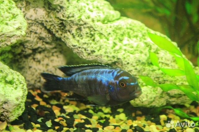 Рыбки Меланохромис йохани