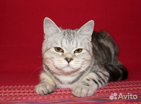 Котик или кошечка (д. р.0.709)