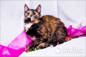 Кошечка Сказка