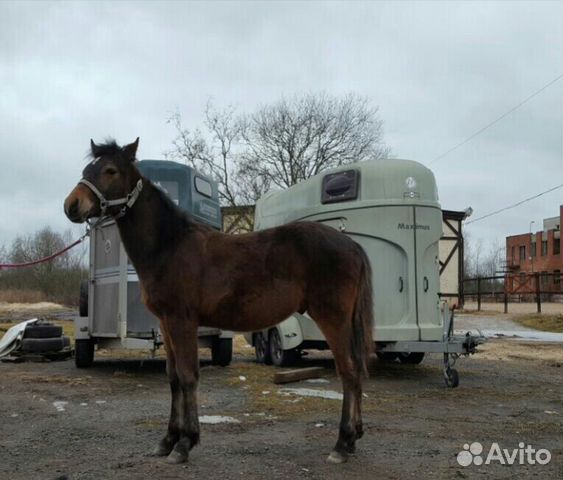 Продаётся жеребчик Клеппер пони класс