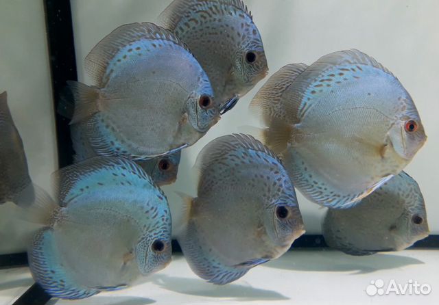 Дискус Синий скорпион змеиная кожа