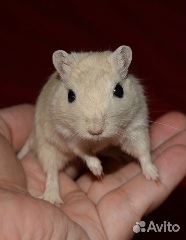 Монгольские песчанки самцы