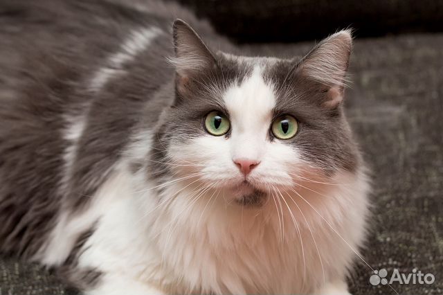 Уютная домашняя кошка Стеша ищет дом