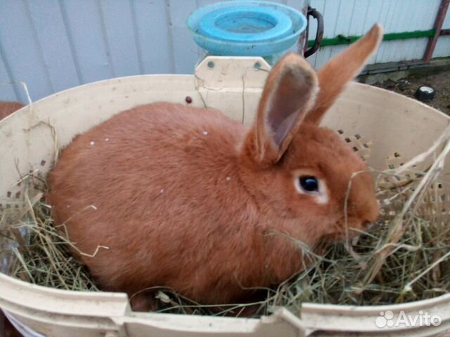 Кролики нзк