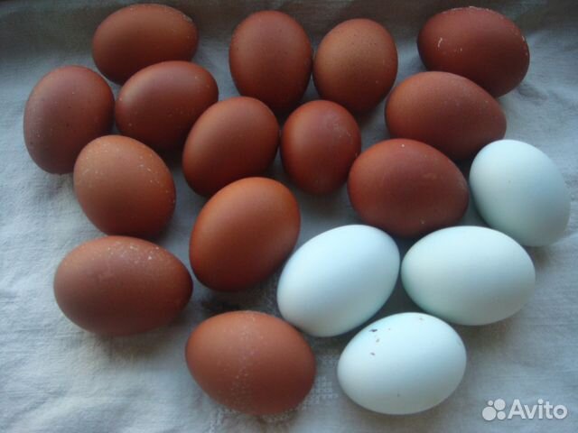 Продаются инкубационные яйца Вельзумер, Легбар