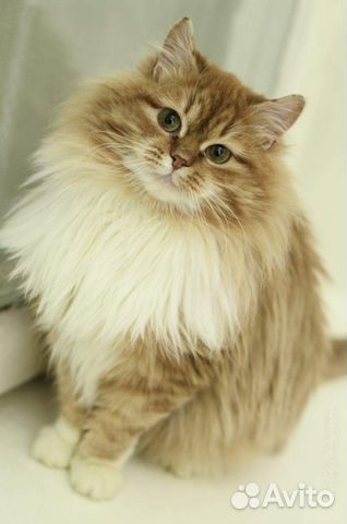 Кошечка Лапушка