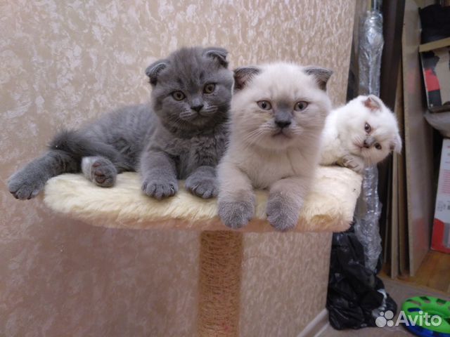 Шотландские мурлыки