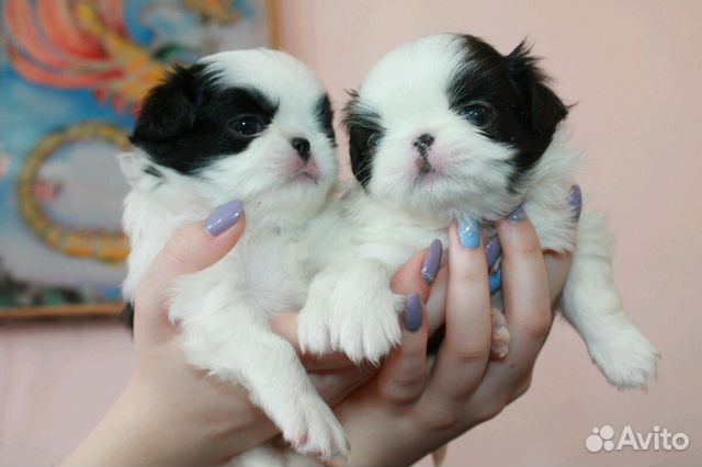 Щенки Японского Хина