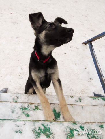 Потерялся хозяин щенка Тошки