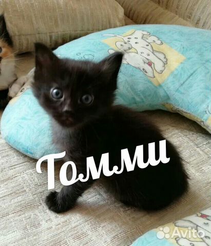 Пушистая радость в дар