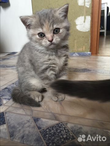 Британский котенок