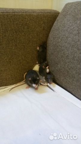 Ручные крысы