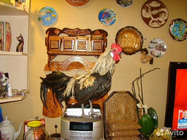 Карликовый феникс
