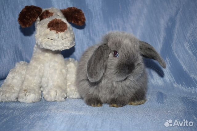 Декорат карликовые крольчатки. Мардеры