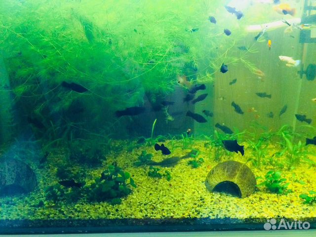 Рыбки Молли и Гуппи