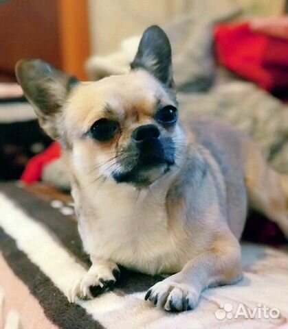 Замечательный мальчишка чишка Чихуахуа