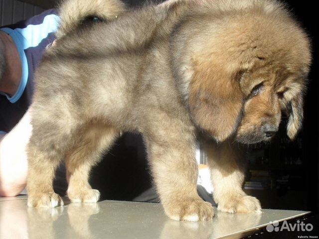 От родителей чемпионов