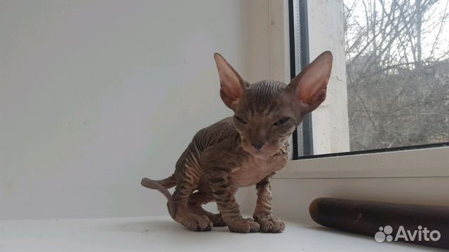 Петерболд,котенок,сфинкс